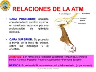 Articulación Temporomandibular y Músculos Masticadores | PPTX