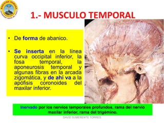 Articulación Temporomandibular y Músculos Masticadores | PPTX