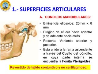 Articulación Temporomandibular y Músculos Masticadores | PPTX