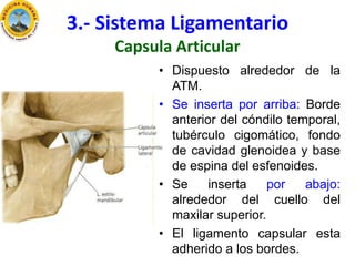 Articulación Temporomandibular y Músculos Masticadores | PPTX