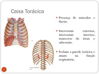 5ª Aula - Caixa Torácica - aula de anatomia | PDF