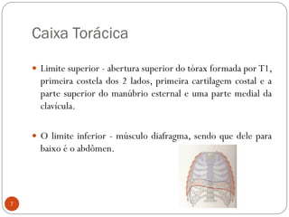 5ª Aula - Caixa Torácica - aula de anatomia | PDF