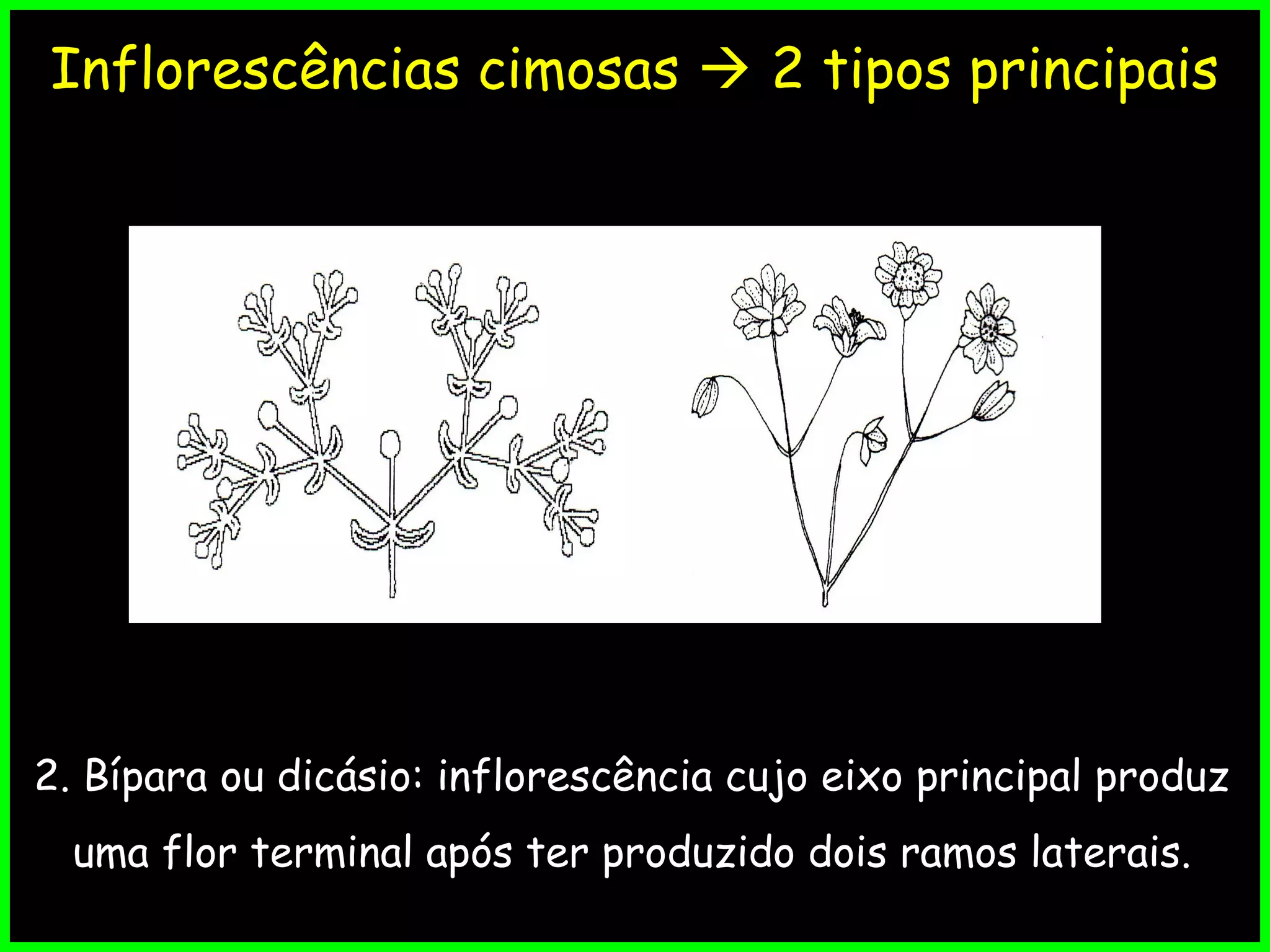 Morfologia vegetal da inflorescência | PPT
