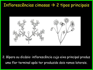 Morfologia vegetal da inflorescência | PPT