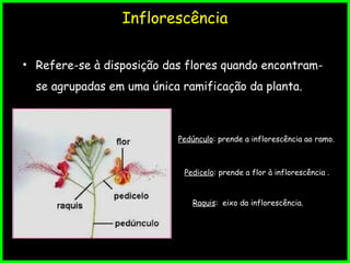 Morfologia vegetal da inflorescência | PPT