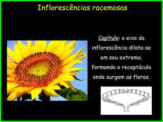Morfologia vegetal da inflorescência | PPT