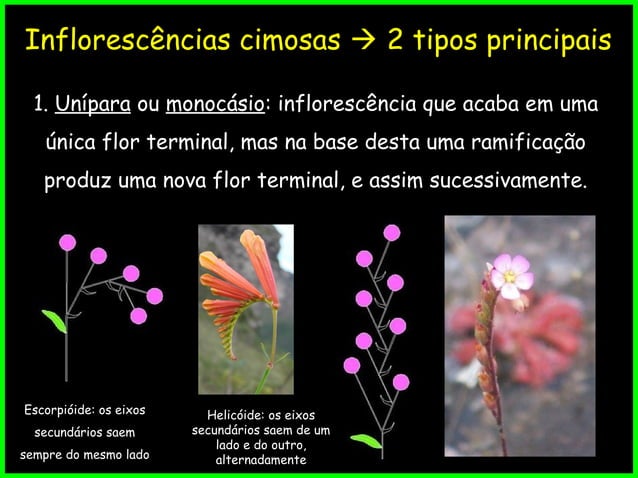 Morfologia vegetal da inflorescência | PPT
