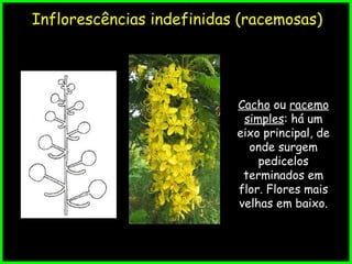 Morfologia vegetal da inflorescência | PPT