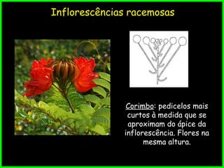 Morfologia vegetal da inflorescência | PPT