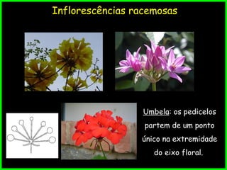 Morfologia vegetal da inflorescência | PPT