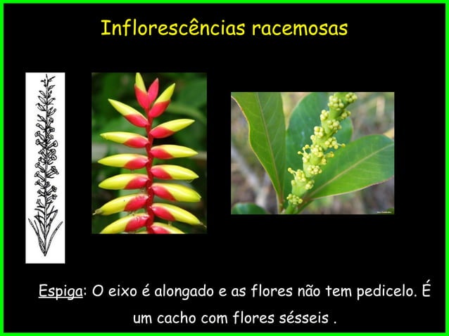Morfologia vegetal da inflorescência | PPT