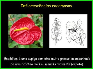Morfologia vegetal da inflorescência | PPT