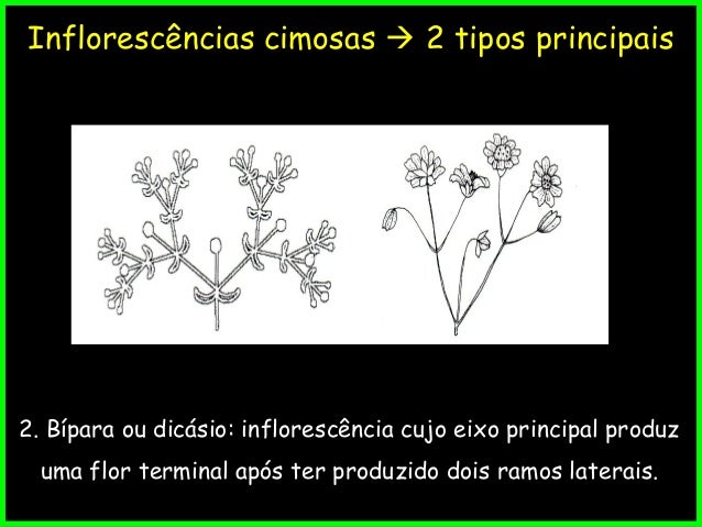 Morfologia vegetal da inflorescência
