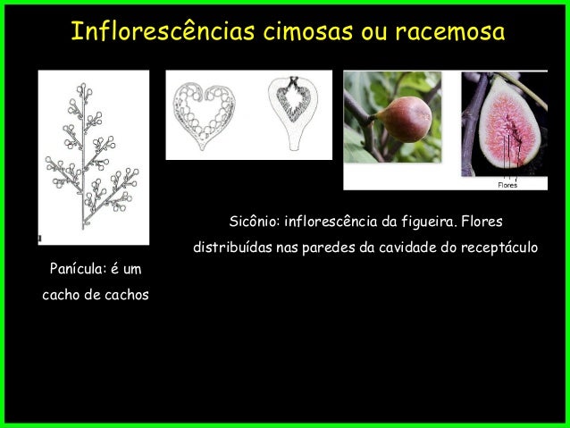 Morfologia vegetal da inflorescência