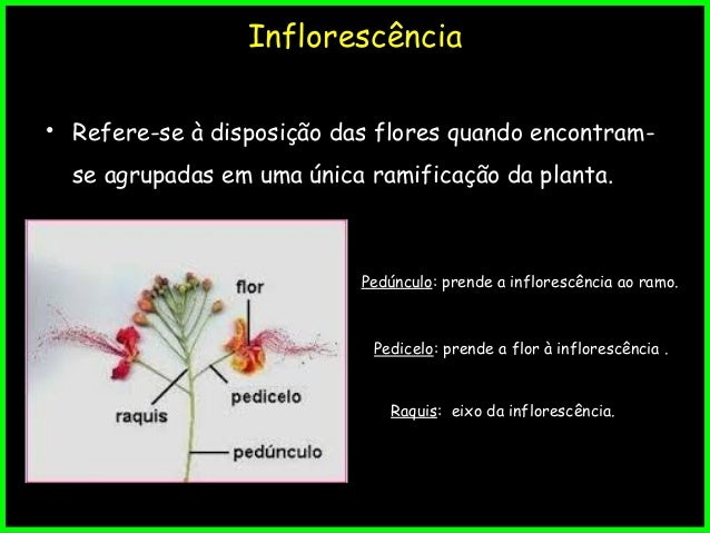 Morfologia vegetal da inflorescência