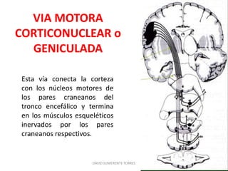 Sistema Nervioso Central: Vías Motoras Descendentes | PPTX