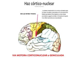 Sistema Nervioso Central: Vías Motoras Descendentes | PPTX