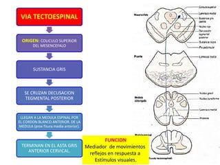 Sistema Nervioso Central: Vías Motoras Descendentes | PPTX