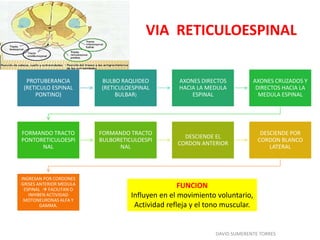 Sistema Nervioso Central: Vías Motoras Descendentes | PPTX