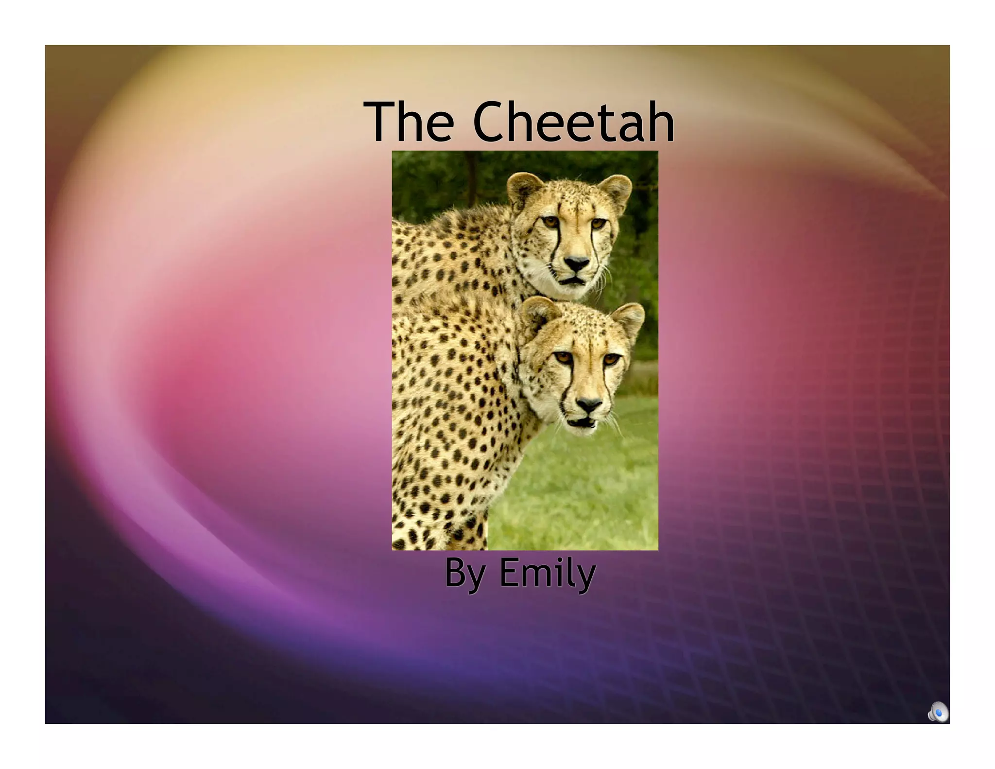 5 B Cheetah | PDF