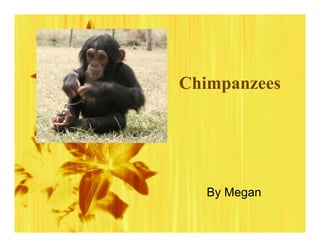 5 B Chimpanzee | PDF