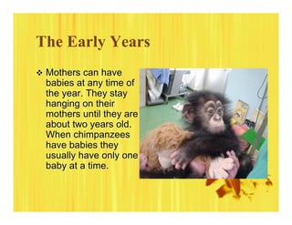 5 B Chimpanzee | PDF