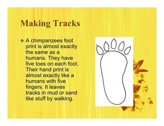 5 B Chimpanzee | PDF