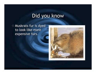 5 B Muskrat | PPT