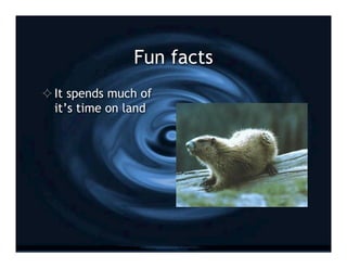 5 B Muskrat | PPT