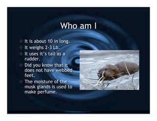 5 B Muskrat | PPT