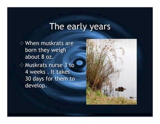 5 B Muskrat | PPT