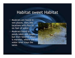 5 B Muskrat | PPT