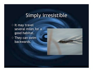 5 B Muskrat | PPT