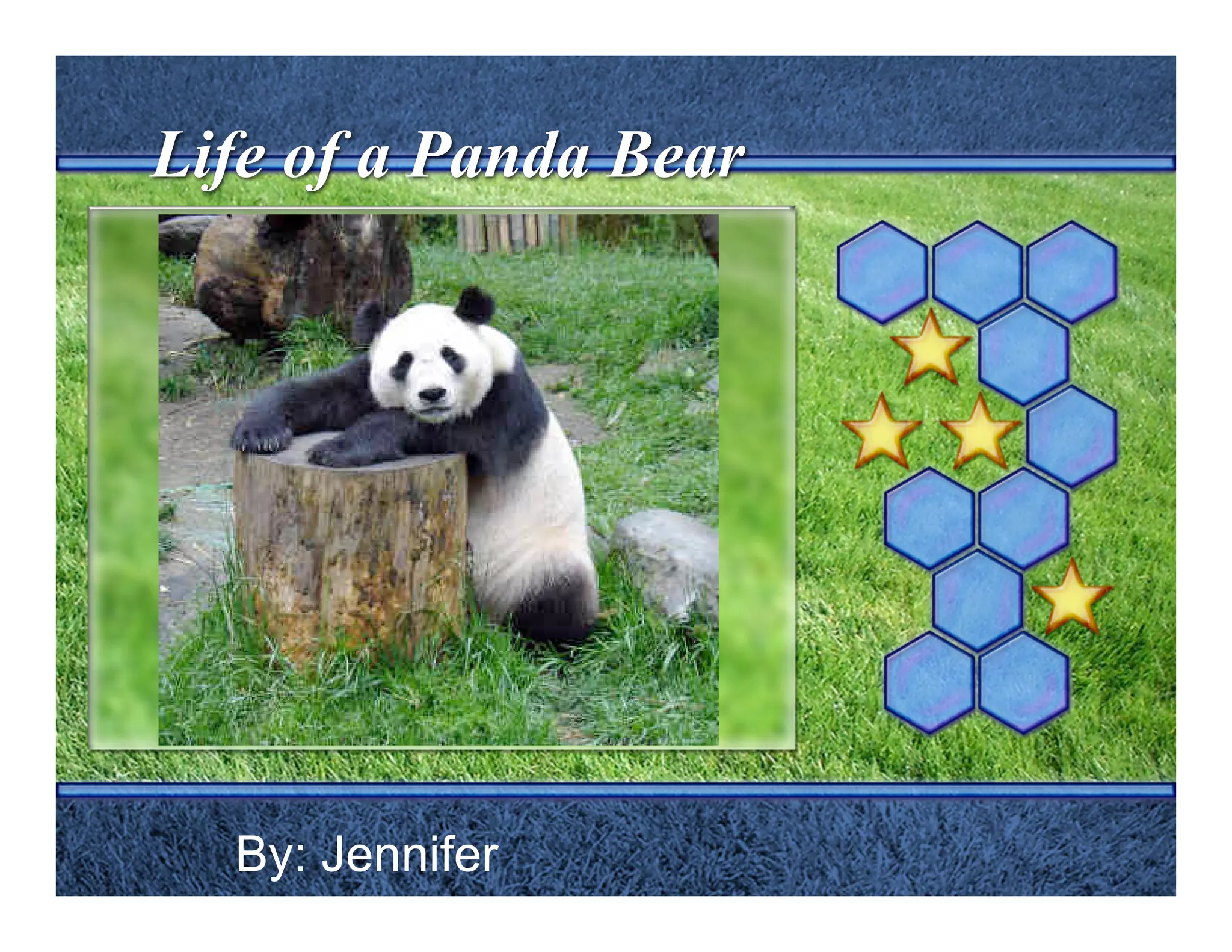 5 B Panda Bear | PDF | Large Animals | Pets
