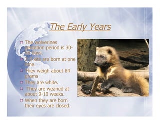 5 B Wolverine | PPT