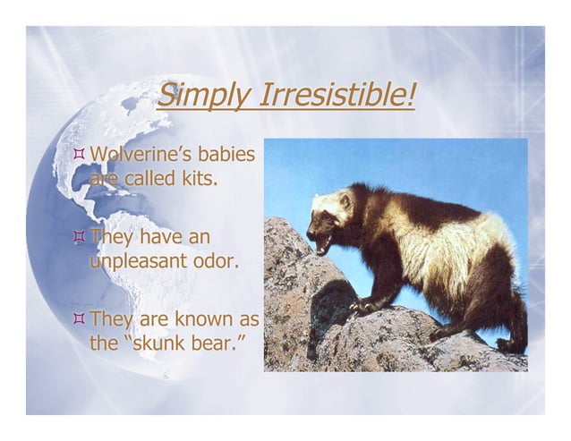 5 B Wolverine | PPT