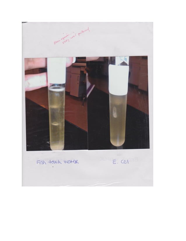 Microbio Sample | PDF