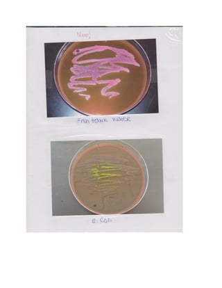 Microbio Sample | PDF