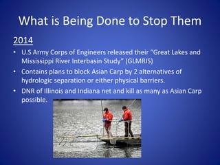 Asian Carp Invasion | PPTX