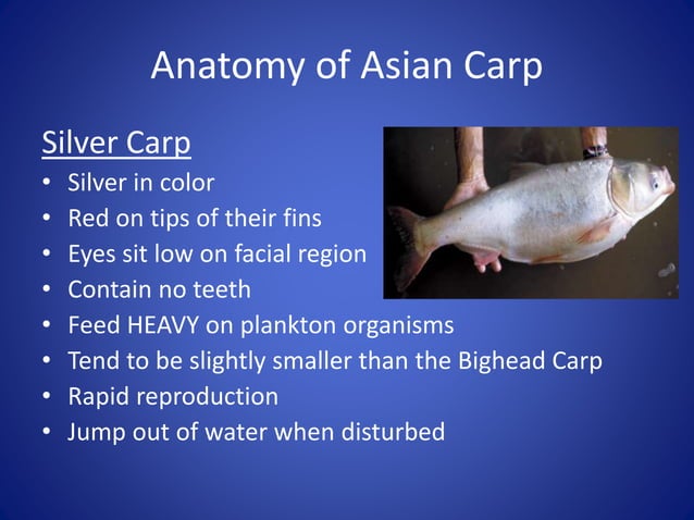 Asian Carp Invasion | PPT
