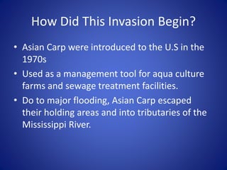 Asian Carp Invasion | PPTX