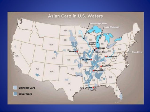 Asian Carp Invasion