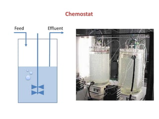 Bacteria growth and nutritional requirements. | PPTX | Biological ...