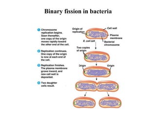 Bacteria growth and nutritional requirements. | PPTX