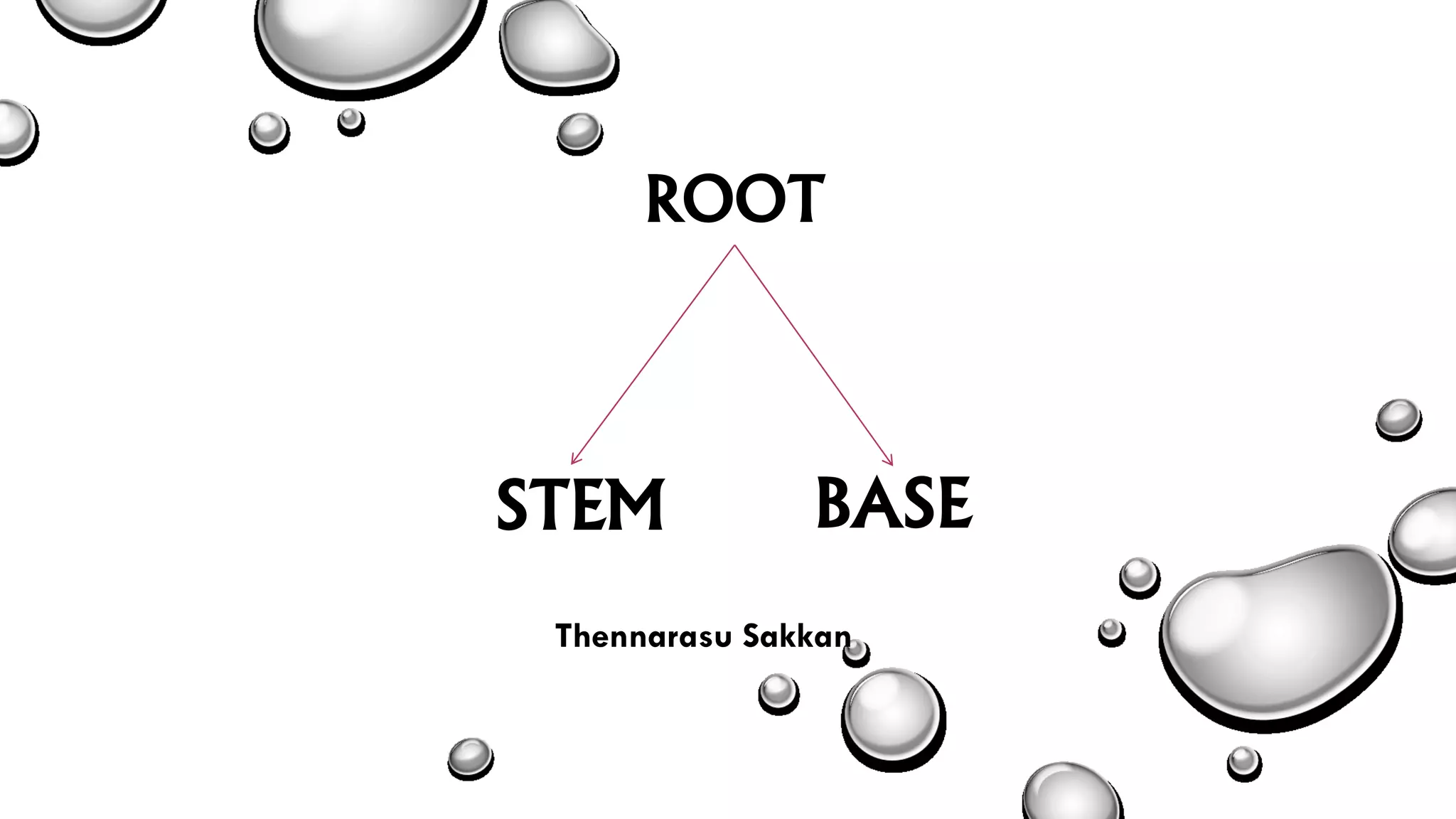 5 base root and stem | PDF