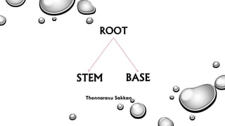 5 base root and stem | PDF