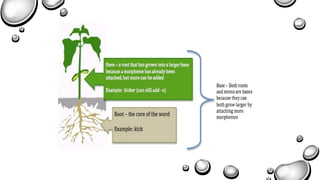 5 base root and stem | PDF