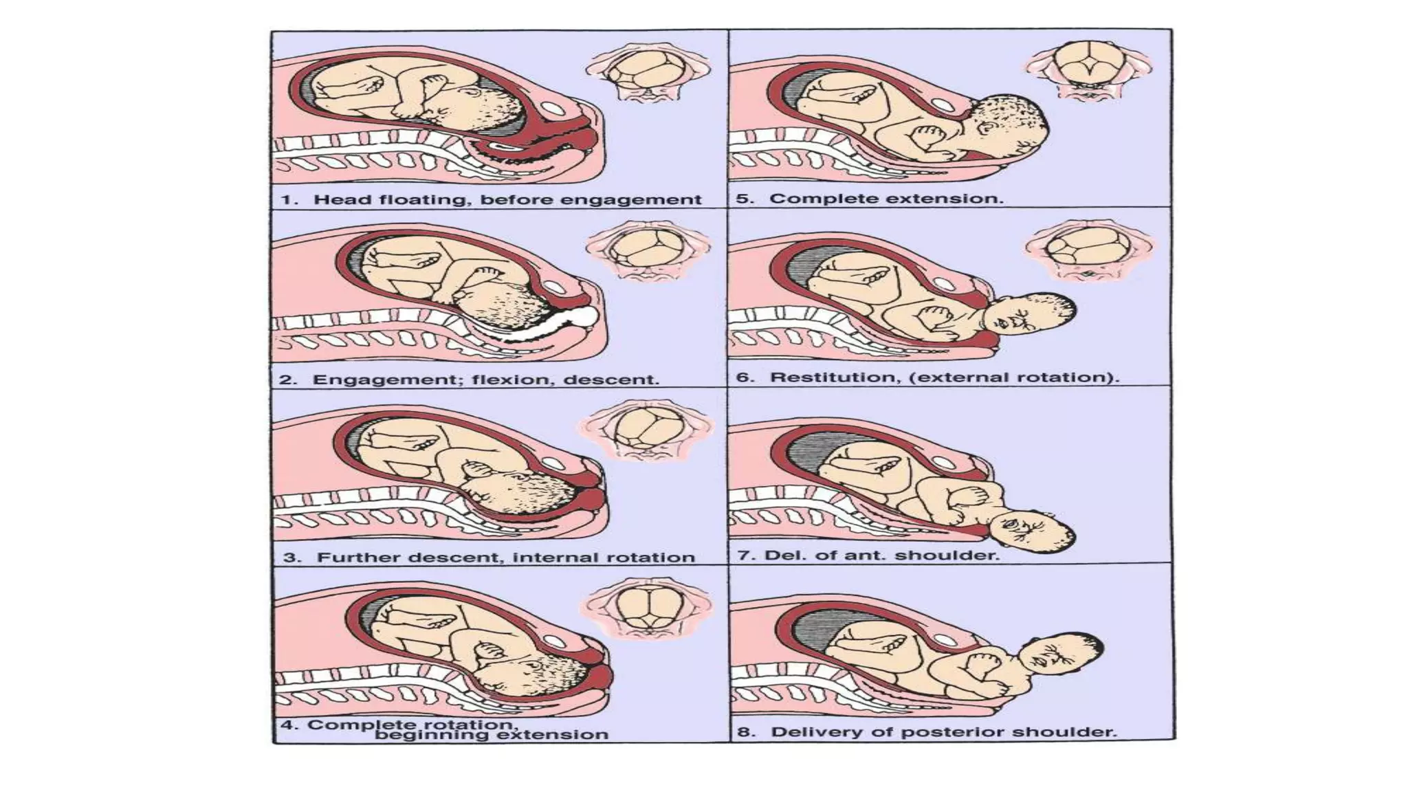Normal Labour and Partography | PPTX