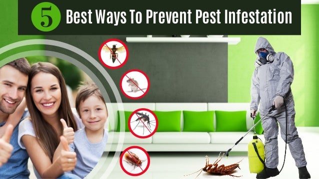 5 Best Ways To Prevent Pest Infestation 5 Best Ways To Prevent Pest Infestation