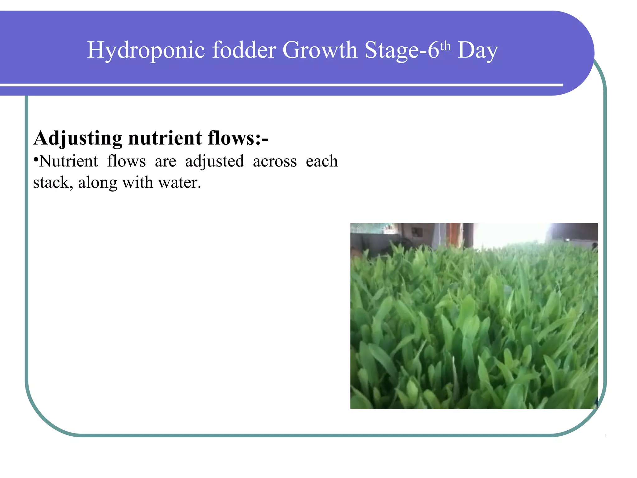 PPT-Hydroponic Green Fodder 1 - Copy | PPT